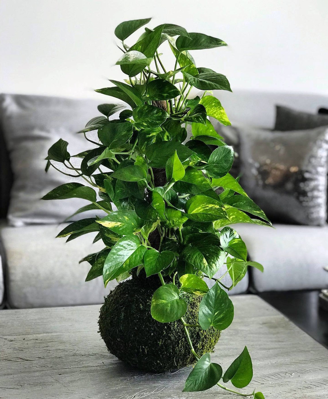 Handcrafted Pothos Totem Kokedama, Devil's Ivy, Golden Money Plant - Etsy