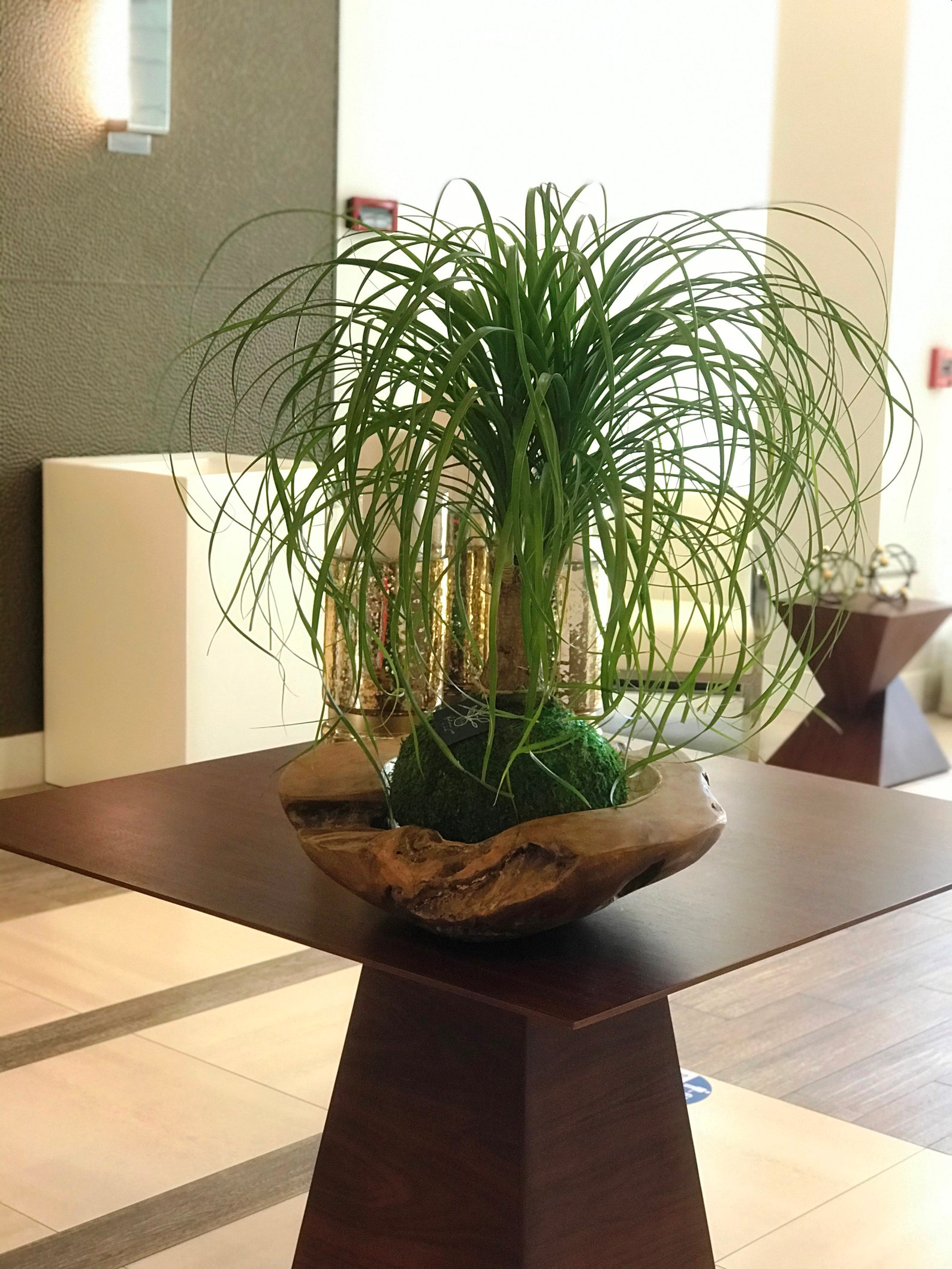 Ponytail Palm Kokedama – Elephant Foot Tree, Handmade Moss Ball - Etsy