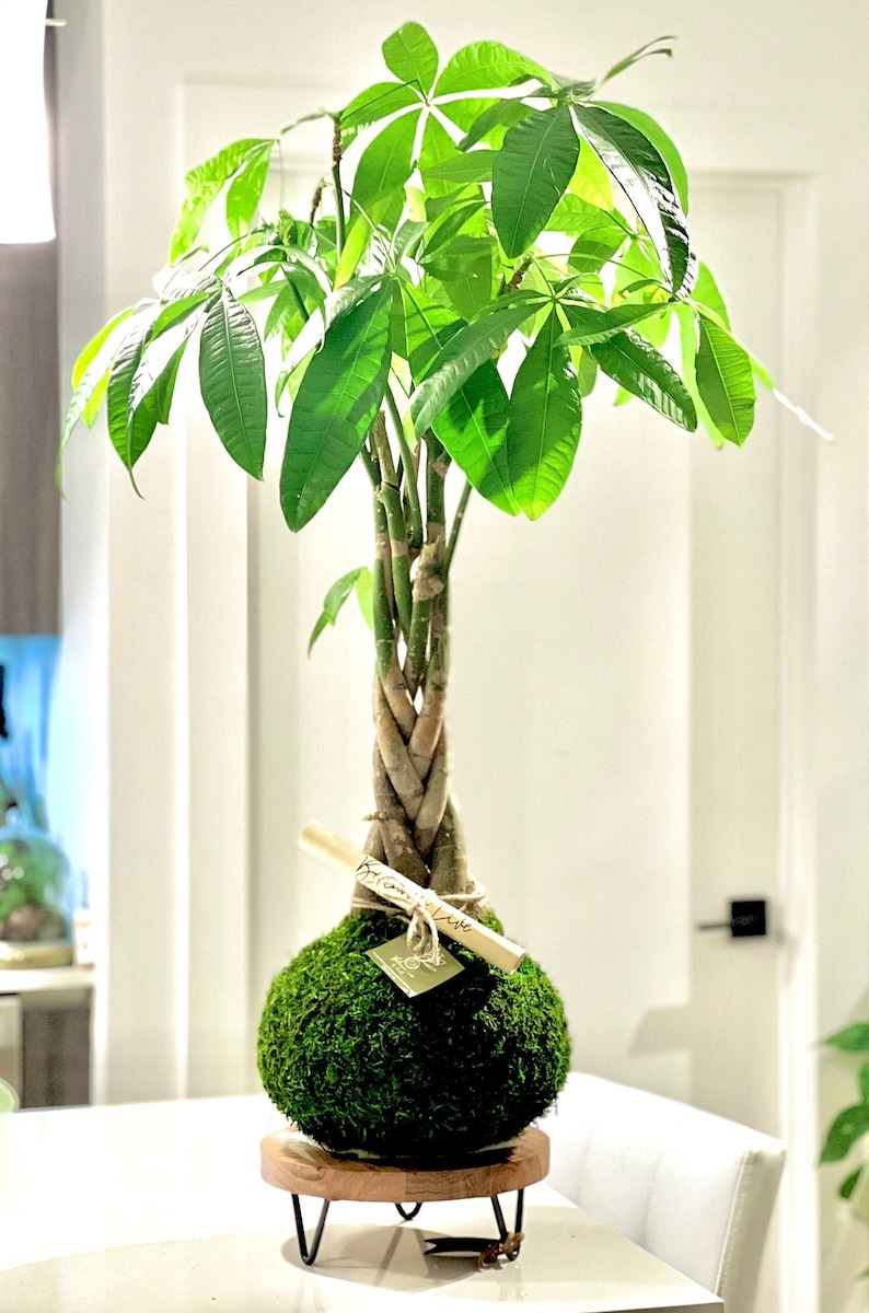Money Tree Kokedama - Handcrafted Moss Ball, Lucky Pachira Aquatica ...