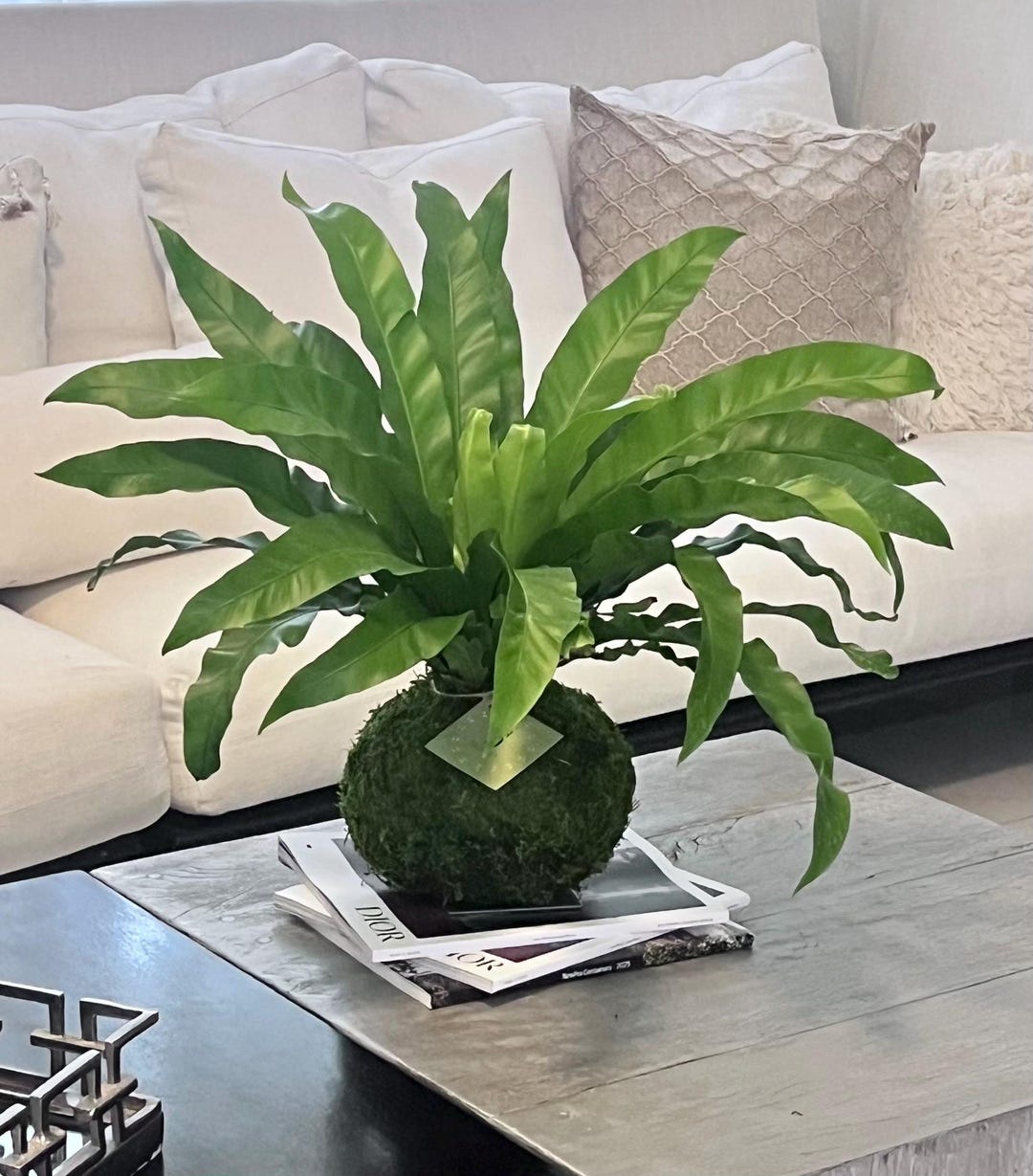 Bird's Nest Fern Kokedama - Handmade Asplenium Nidus Indoor Plant - Etsy