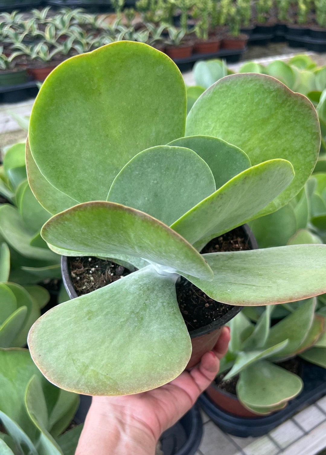 6" Pot Kalanchoe Luciae, Paddle Plant, Flapjacks Red Pancakes Succulent ...