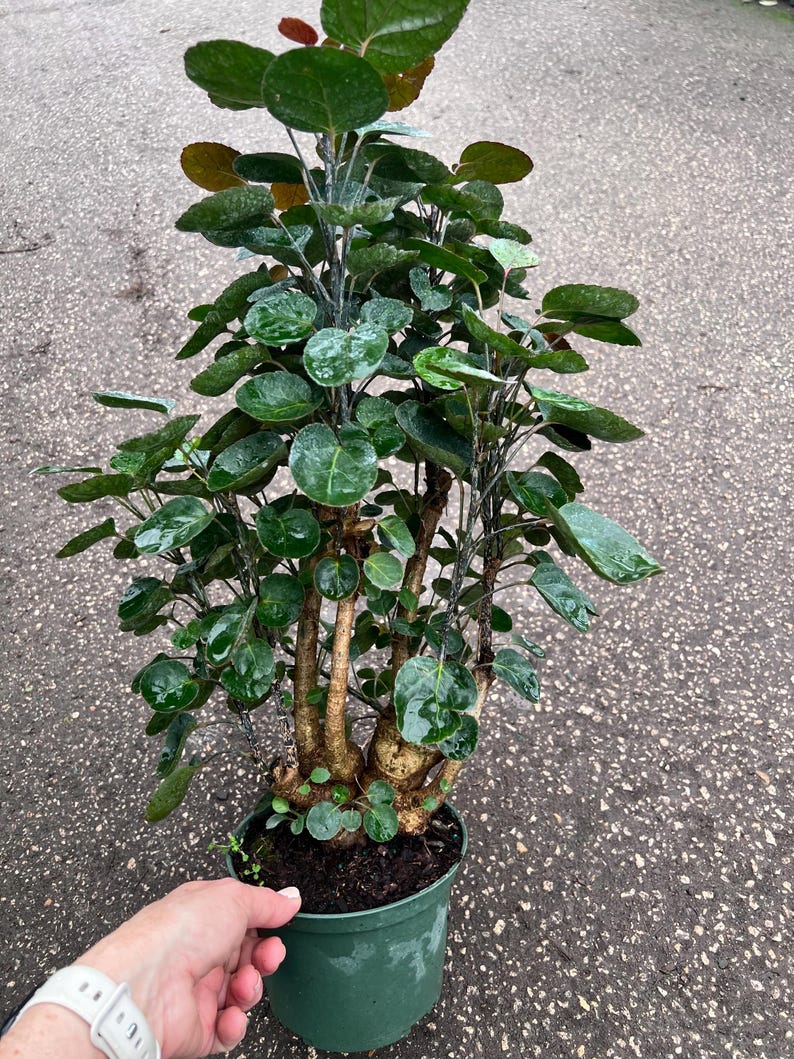 Fabian Aralia Stump Plant - 1 Gallon/ 6" Pot - Etsy