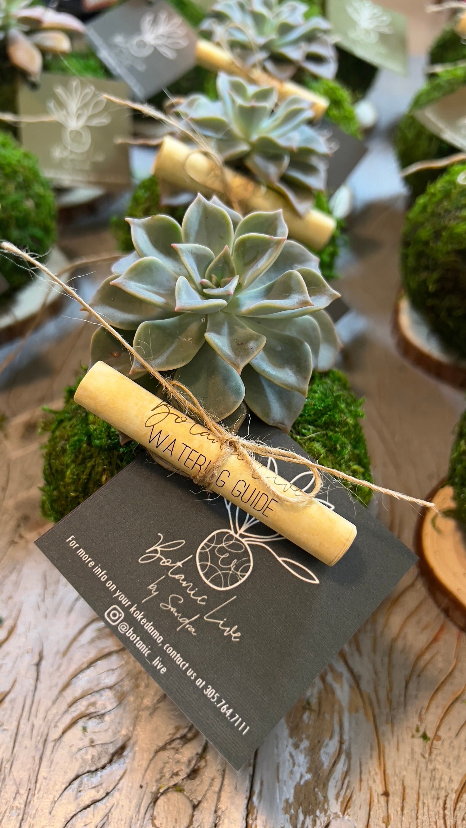Mini Succulent Kokedama – Handcrafted Moss Ball, Party Favors - Etsy