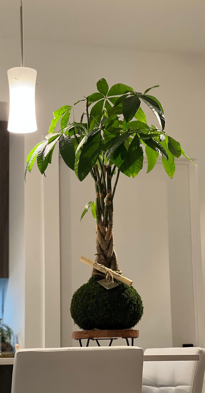 Money Tree Kokedama - Handcrafted Moss Ball, Lucky Pachira Aquatica ...