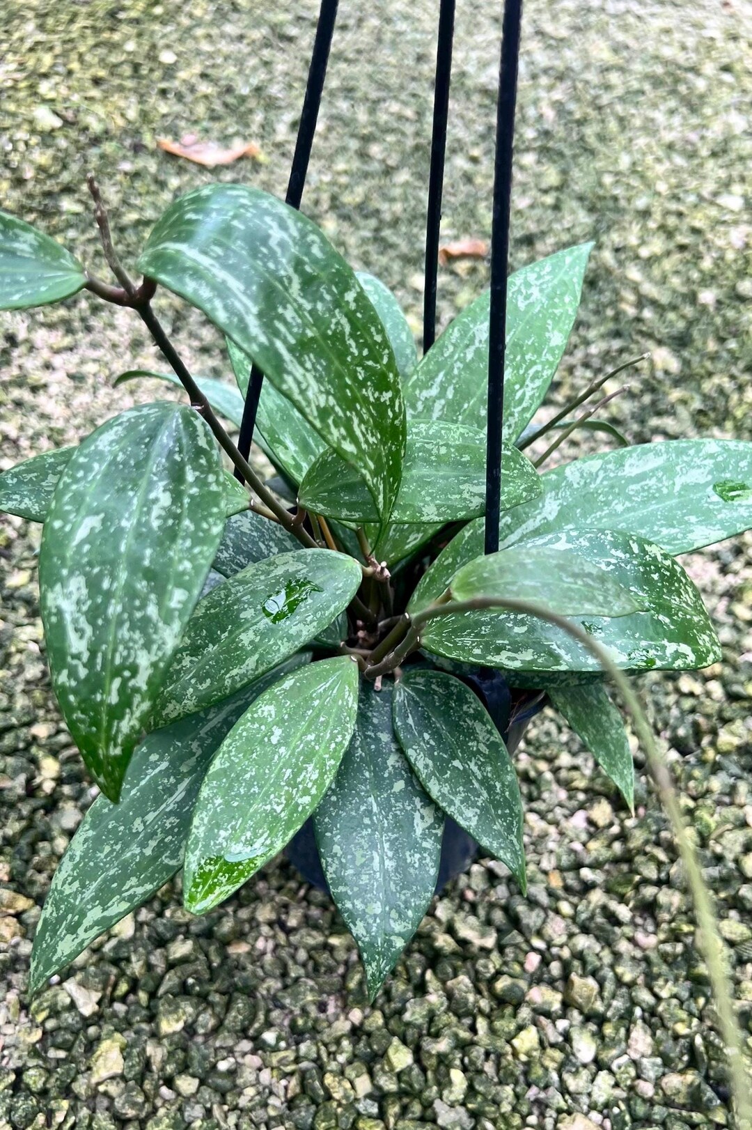 Hoya Pubicalyx 'splash' Wax Plant “freckles” Rare Hoya, Rooted HANGING ...