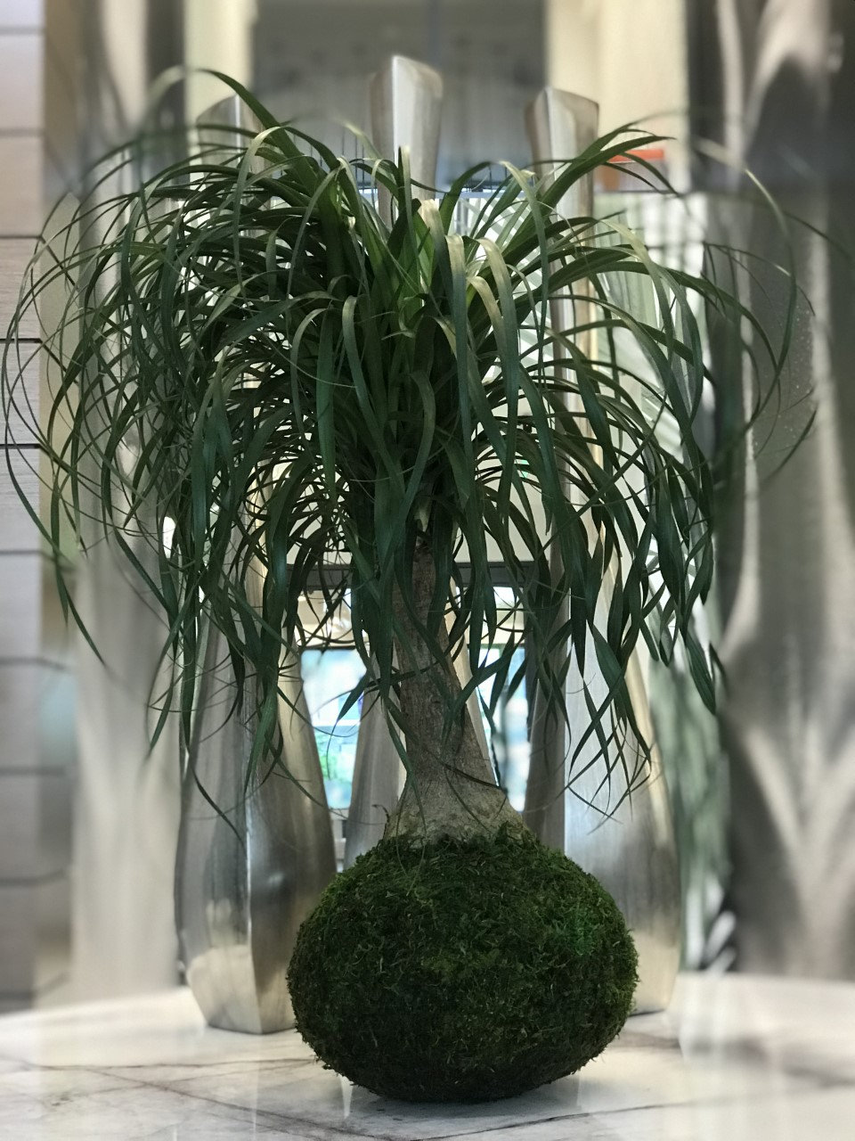Ponytail Palm Kokedama – Elephant Foot Tree, Handmade Moss Ball - Etsy