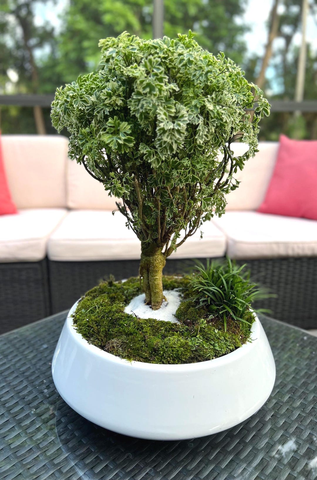 Aralia Polyscias Ming Gold Variegated, Bonsai Tree,aralia - Stunning ...