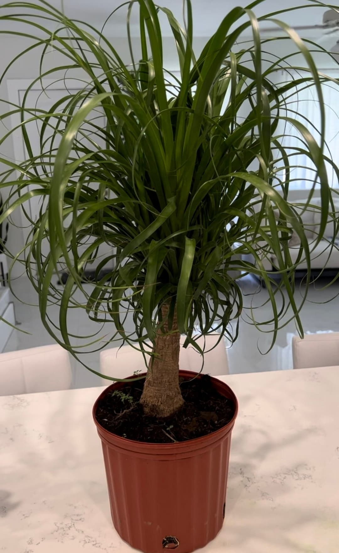 Ponytail Palm-the Elephant Foot Tree- Huge Plant - House Plant - H: 26 ...