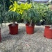 Ponytail Palm-the Elephant Foot Tree- Huge Plant - House Plant - H: 26 ...