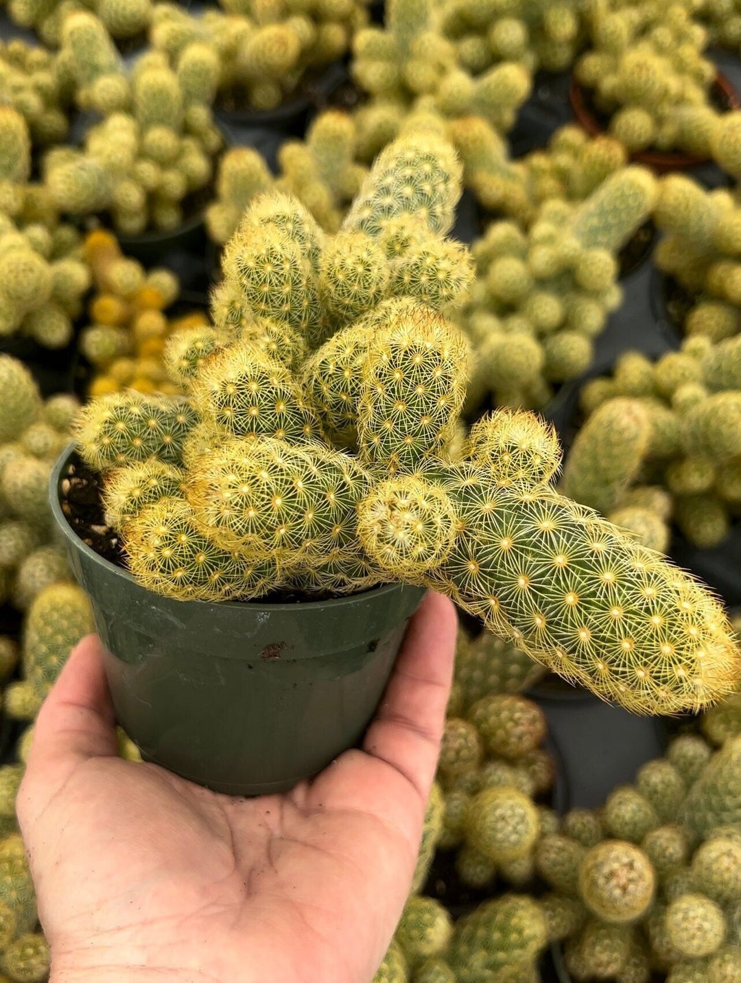 Ladyfinger Cactus -gold Lace Cacti Plant- Cactus-gold Lace -mammillaria ...