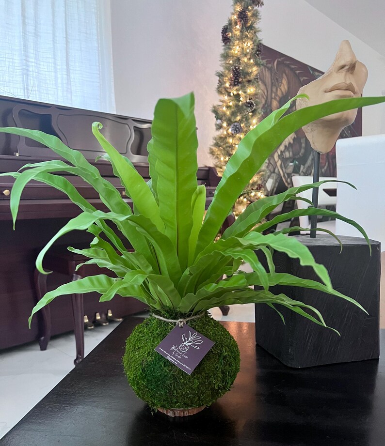 Bird's Nest Fern Kokedama - Handmade Asplenium Nidus Indoor Plant - Etsy