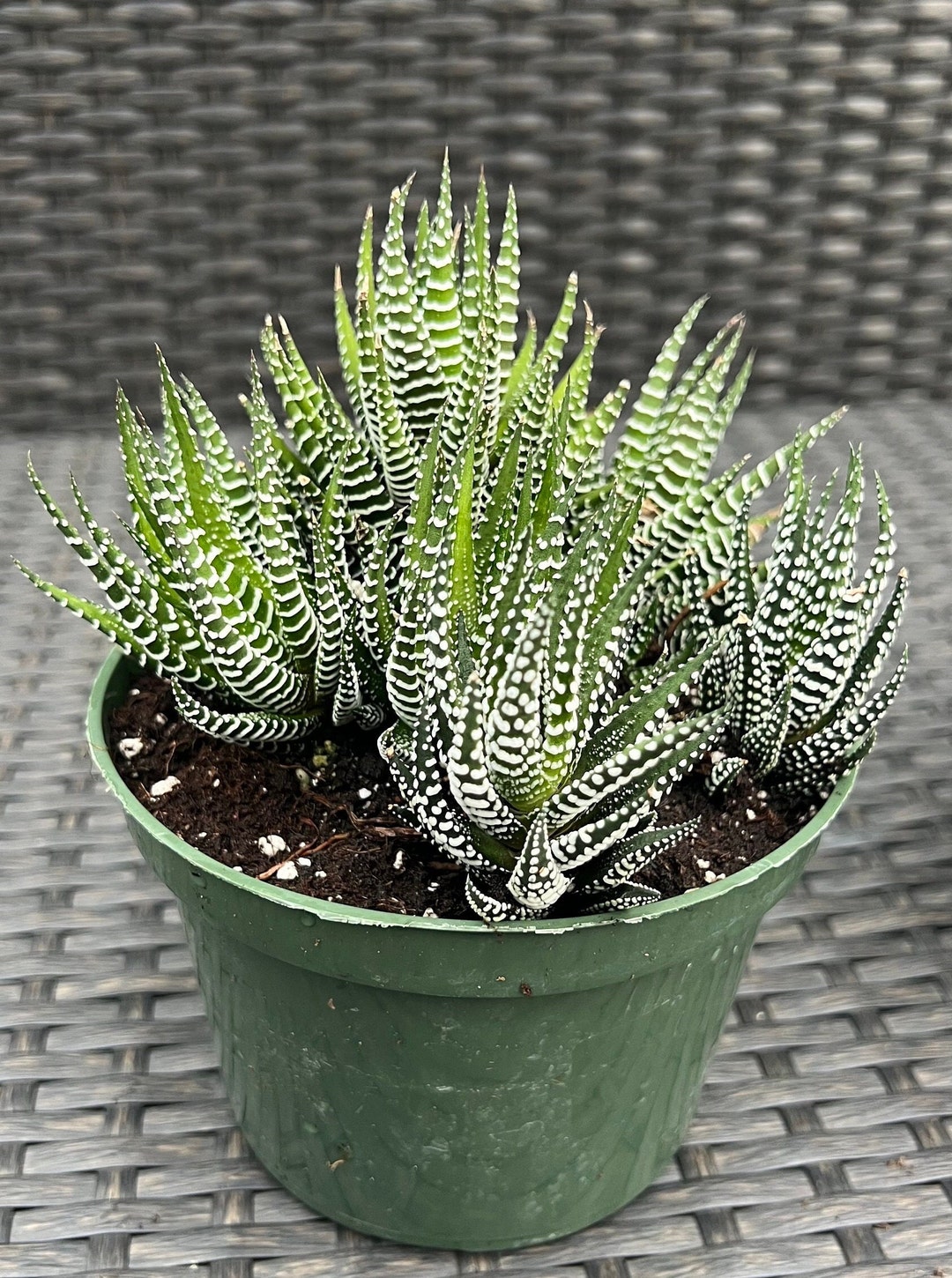 Haworthia Zebra Succulent Plant, Succulent, Haworthia Fasciata, Zebra ...