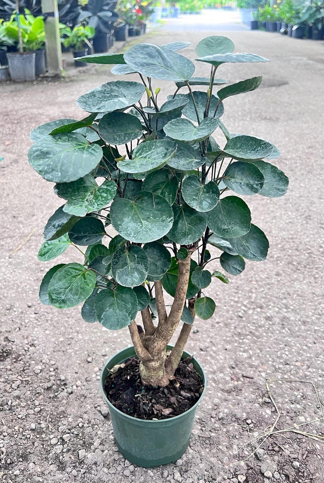 Fabian Aralia Stump Plant - 1 Gallon/ 6" Pot - Etsy