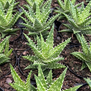Aloe Mini Belle -minibelle-rare Succulent Live Plant- Medicinal-aloe ...