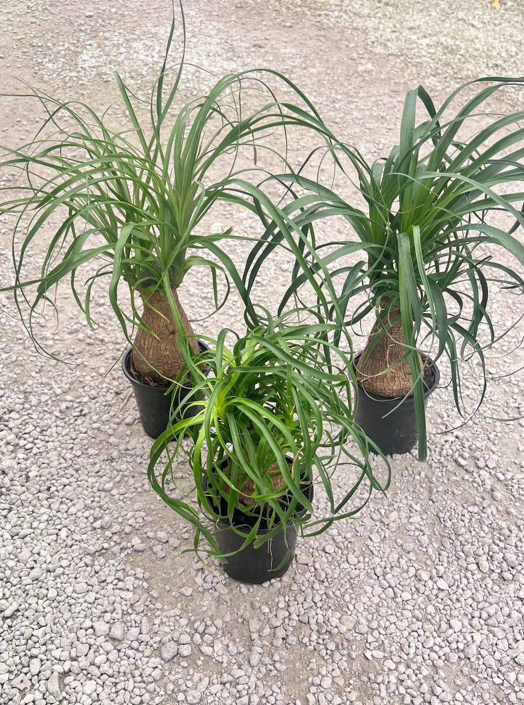 Ponytail Palm Houseplant – Elephant Foot Tree, 6" Pot - Etsy