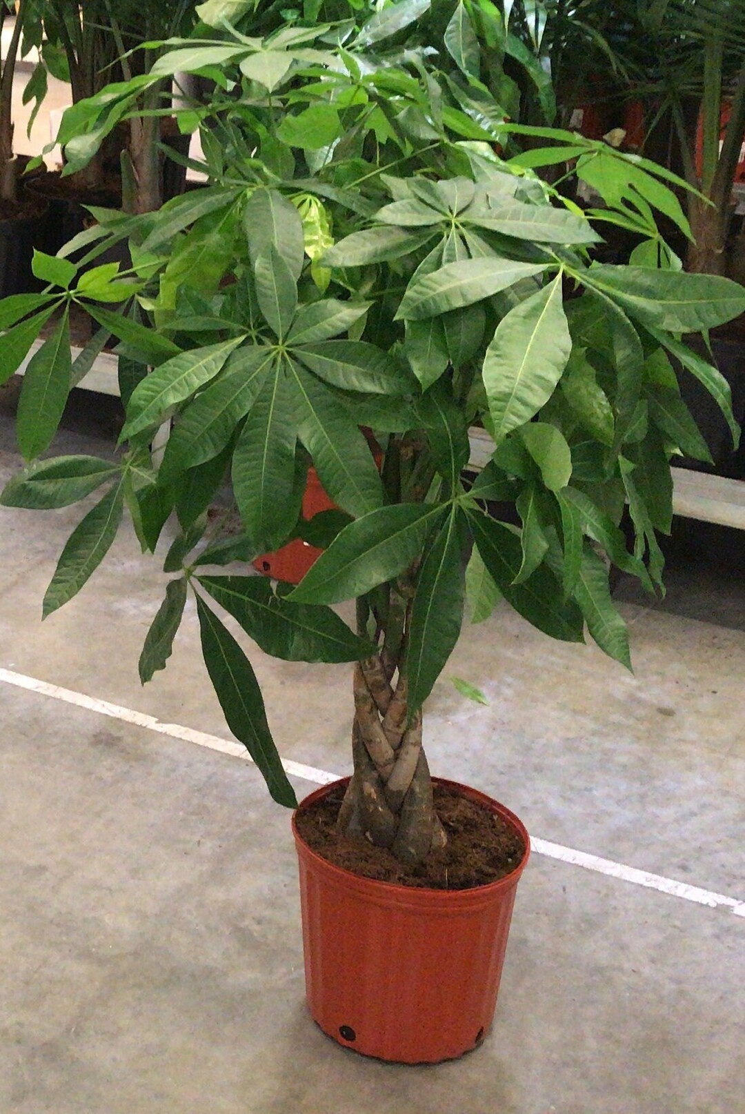 Money Tree, Pachira Aquatica, Money Tree Large Live Plant Nice Thick Braid, Lucky Plant, Average ...