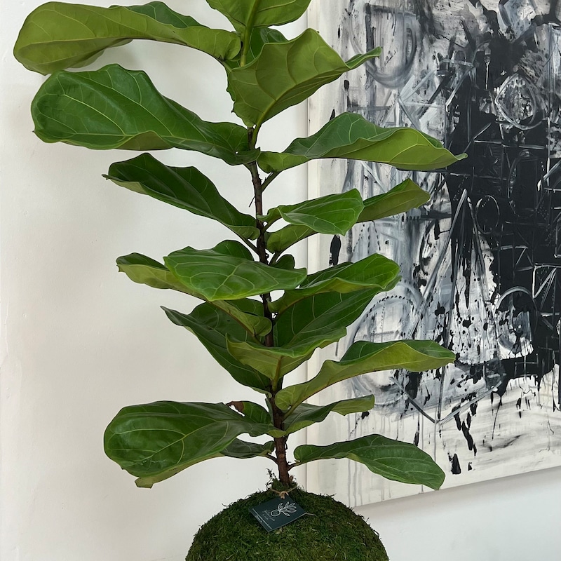 Fiddle Leaf Fig Tree - Etsy