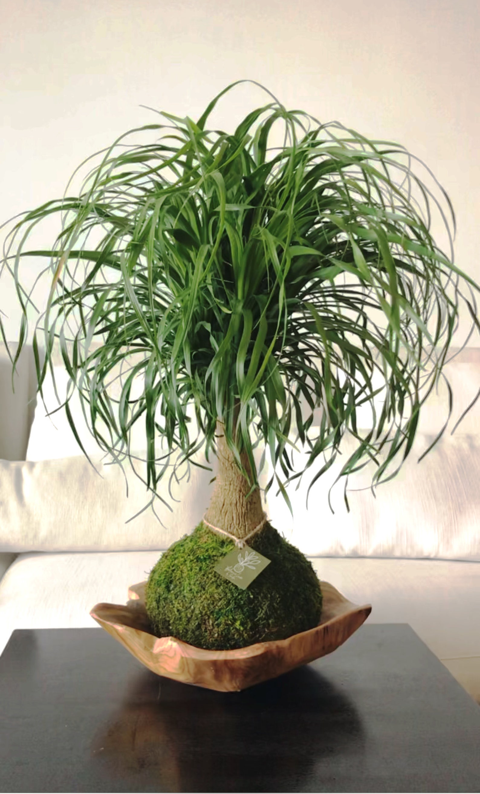 Ponytail Palm Kokedama – Elephant Foot Tree, Handmade Moss Ball - Etsy