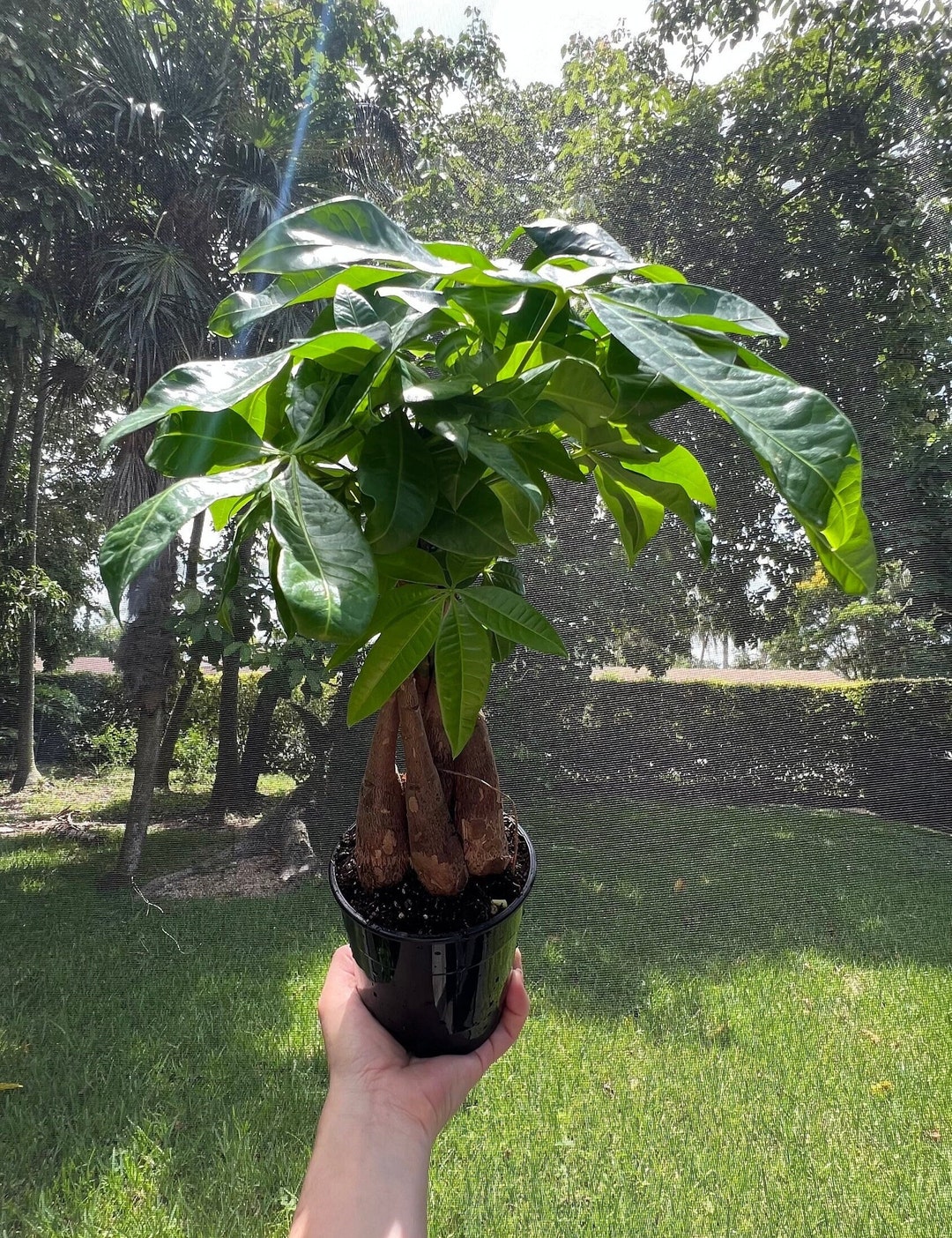 Braided Money Tree - Pachira Aquatica in 4" Pot - Etsy