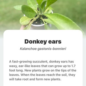 Kalanchoe Gastonis-bonnieri Donkey Ears,succulent,giant Kalanchoe,good ...