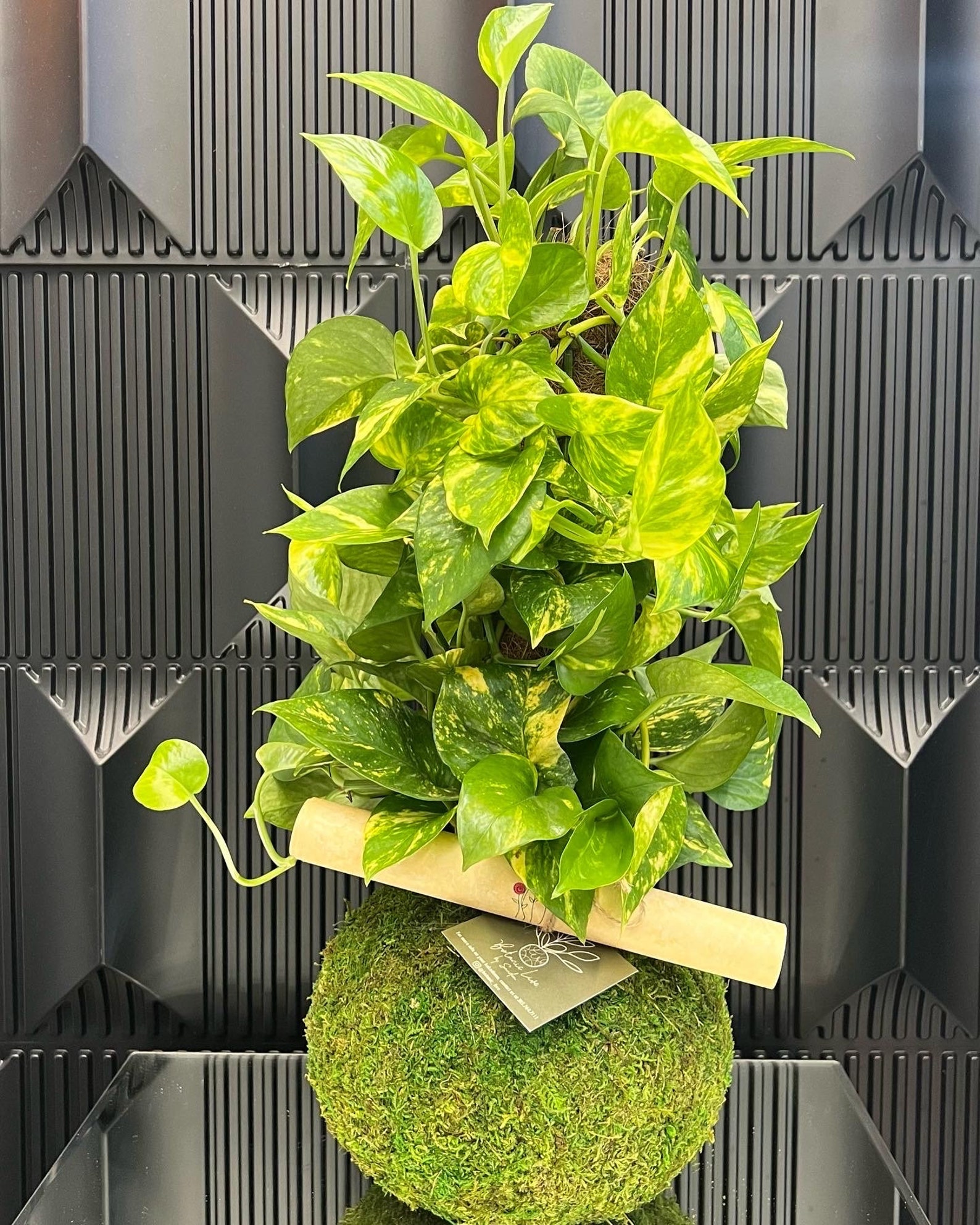 Handcrafted Pothos Totem Kokedama, Devil's Ivy, Golden Money Plant - Etsy