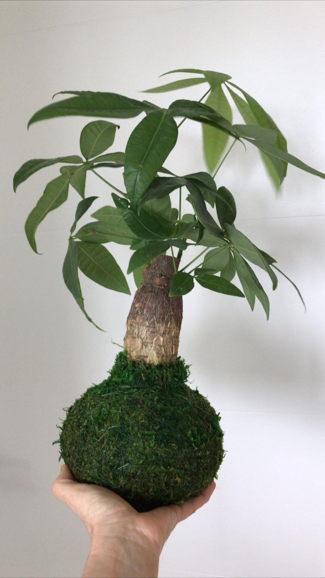 Money Tree Stump- Pachira Aquatica Kokedama - Money Tree Stump Kokedama ...