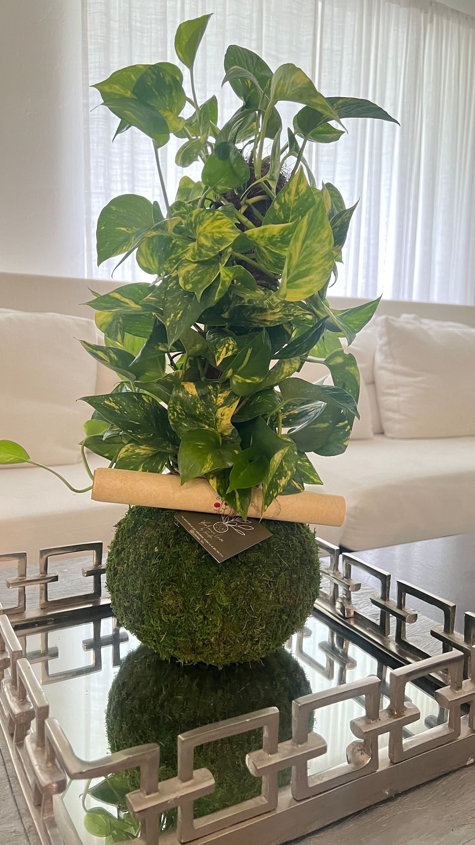 Handcrafted Pothos Totem Kokedama, Devil's Ivy, Golden Money Plant - Etsy
