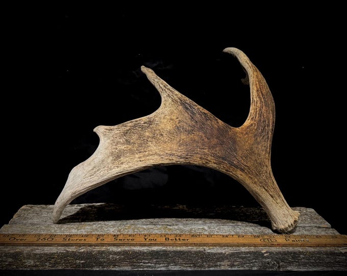 Enormous Alberta Moose Antler Set. Massive Antlers for Wall Decor ...