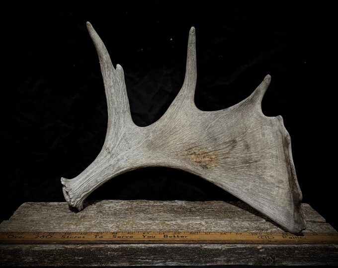 Moose Antler Art Print Instant Download Wall Art Primitive Antler Wall ...