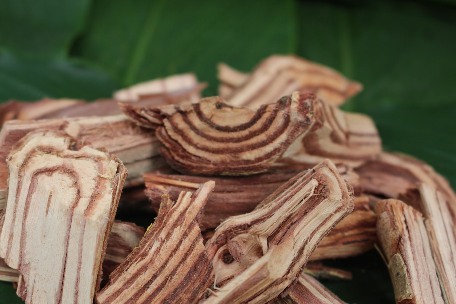 Salacia Reticulata Kothala himbutu Meharimula srilankan | Etsy