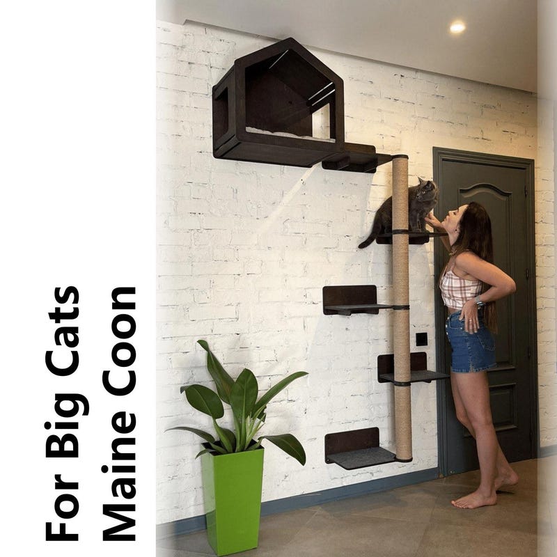 White Maine Coon in Forest - Etsy Canada