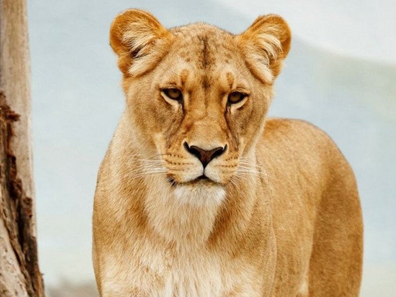 2.8realistic Lion Ear Headbandbrown Lion King Earwhite - Etsy