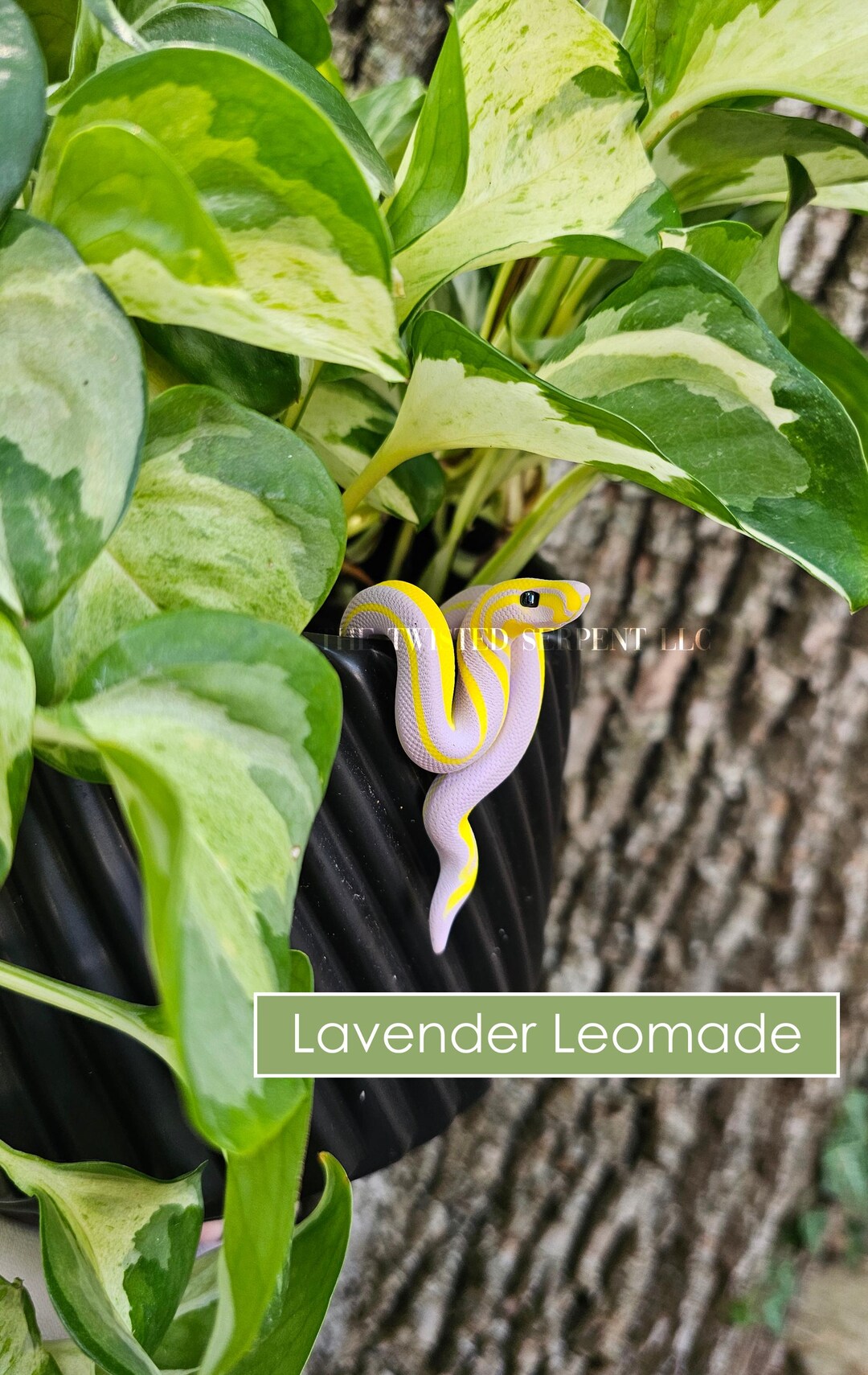 Lavender Lemonade Pot Pal Snake | Original Creator of Pot Pals ...
