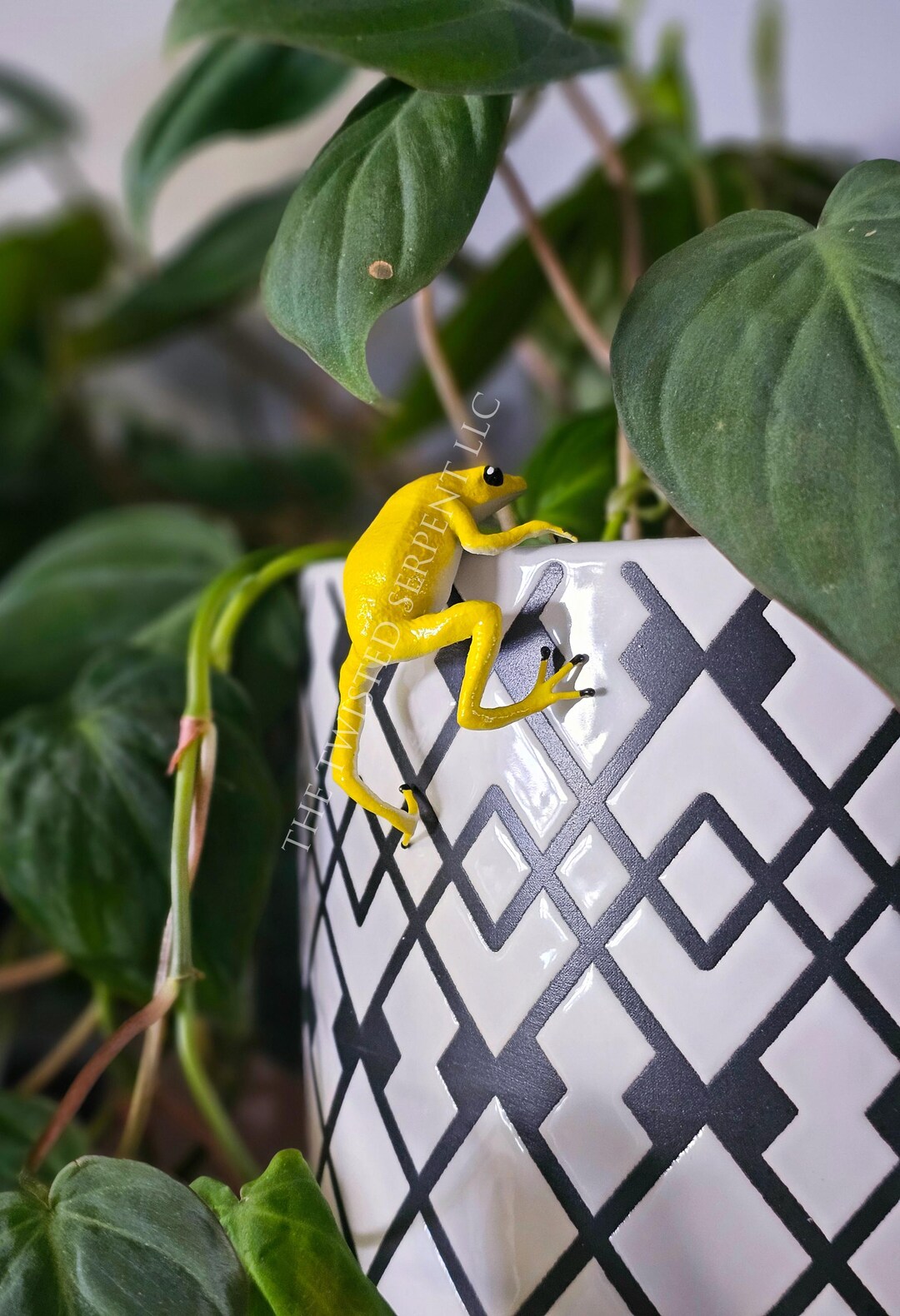 Poison Dart Frog | Handmade Frog Pot Pal | Original Creator EST. 2020 ...