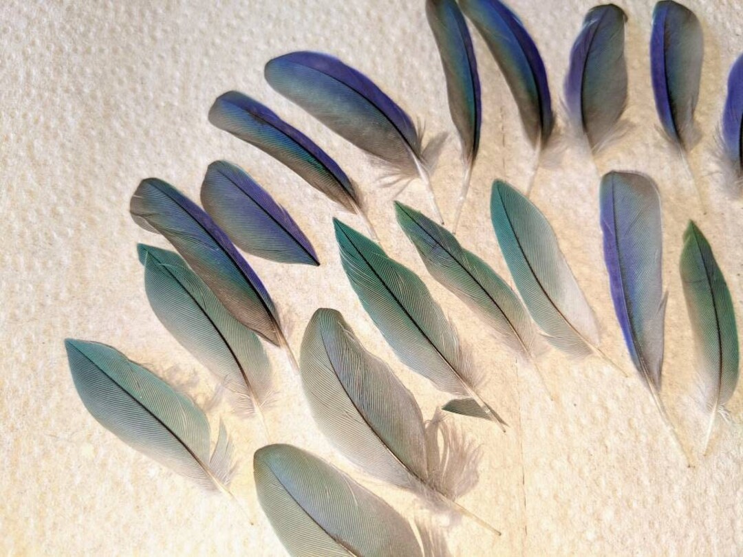 Tiny Blue Parrotlet Feathers for Crafts, Jewelry Making - Etsy