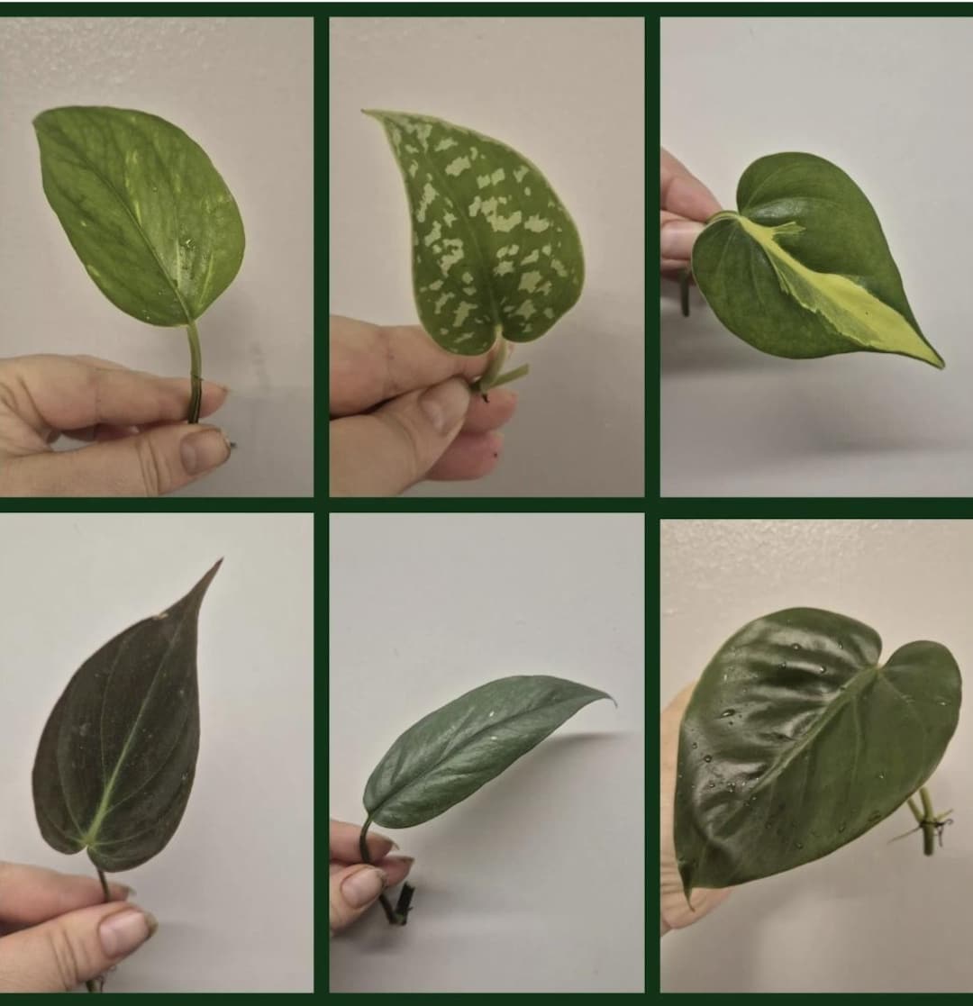 Pothos / Philodendron Cutting Bundle Devils Ivy, Brasil, Satin ...