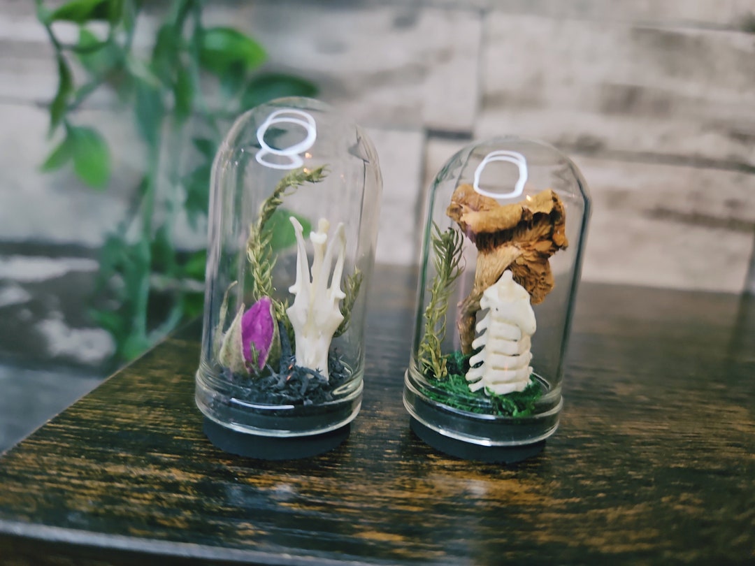 Mole Bone Mini Curio Domes..curio Oddities Witchy Taxidermy - Etsy