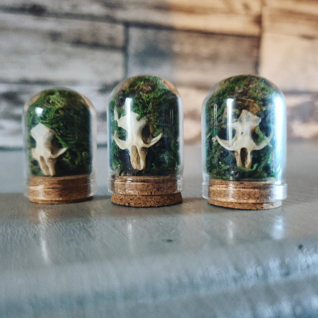 Partial Vole Skull Curio Domes.. Curio Oddities Wicca Pagan - Etsy
