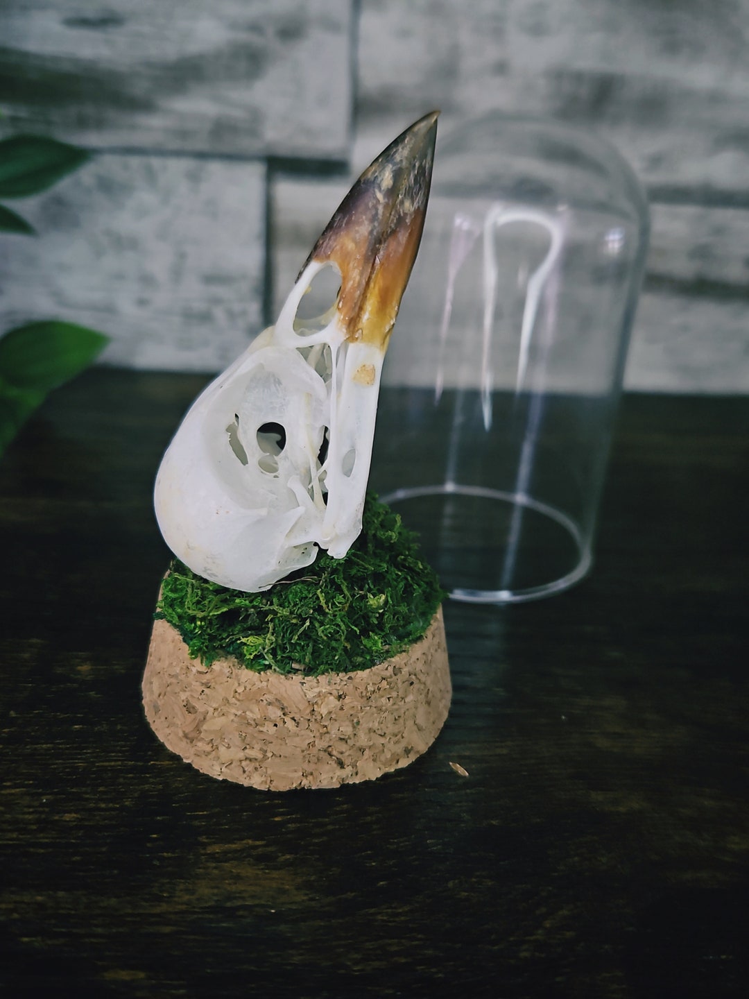 Preserved Magpie Skull Dome, Curio Oddities Taxidermy Witchy Pagan ...