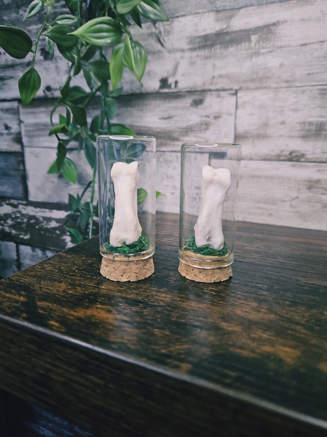 Fox Foot Bone Curio Vials..curio Oddities Witchy Taxidermy - Etsy