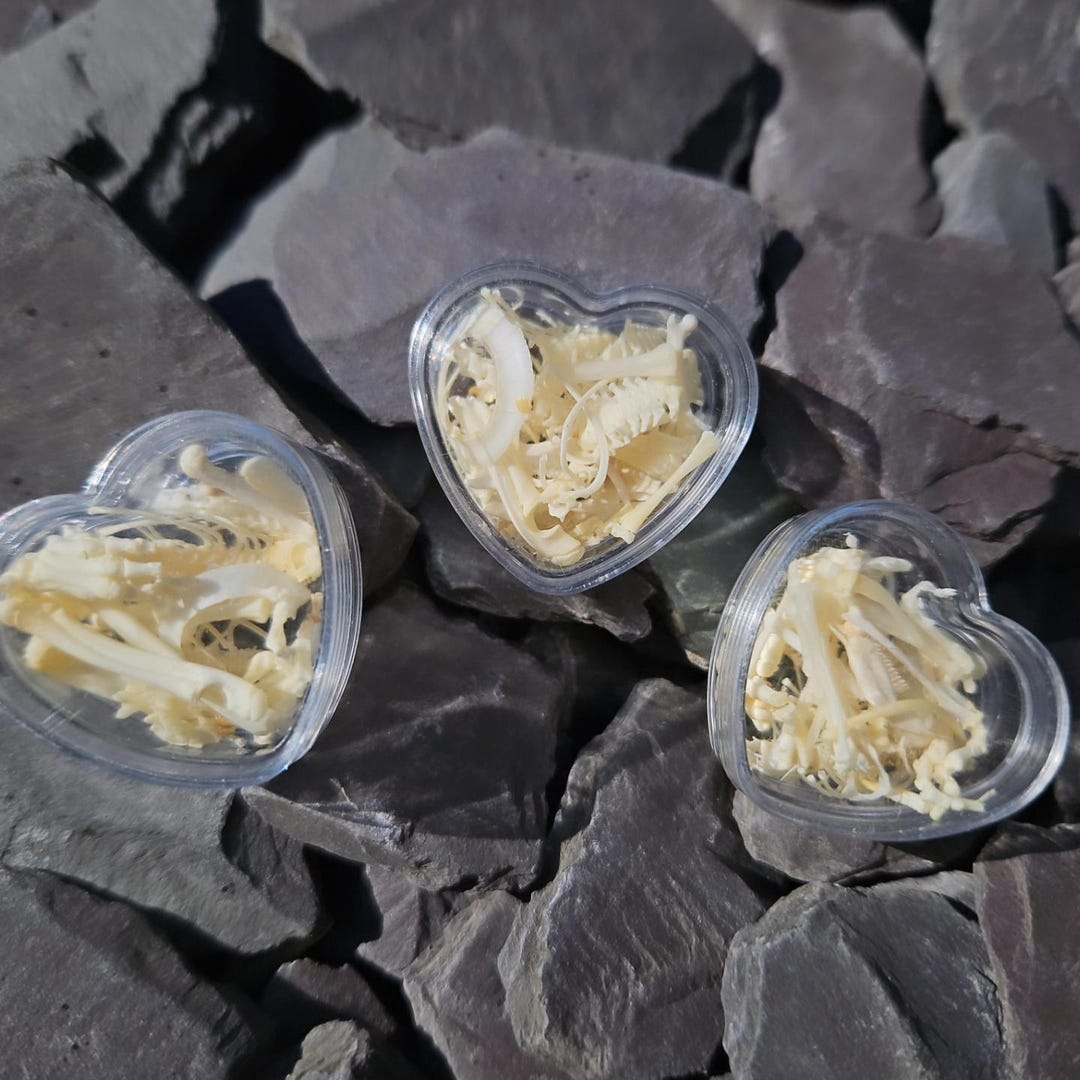 Mini Bone Specimen: Ethically Sourced Animal Bones in Heart Box - Etsy UK
