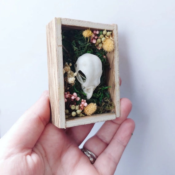 Cockatiel Skull in Wooden Curio Box.. Curio Oddities Wicca - Etsy