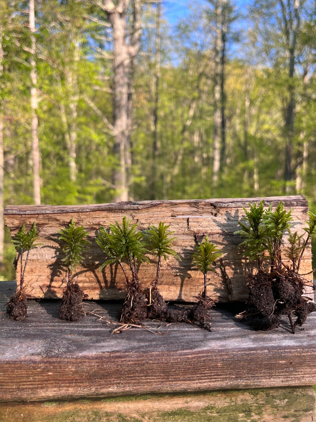 Bundle of Live Tree Moss, Rare Live Moss for Terrarium, Terrarium Moss ...