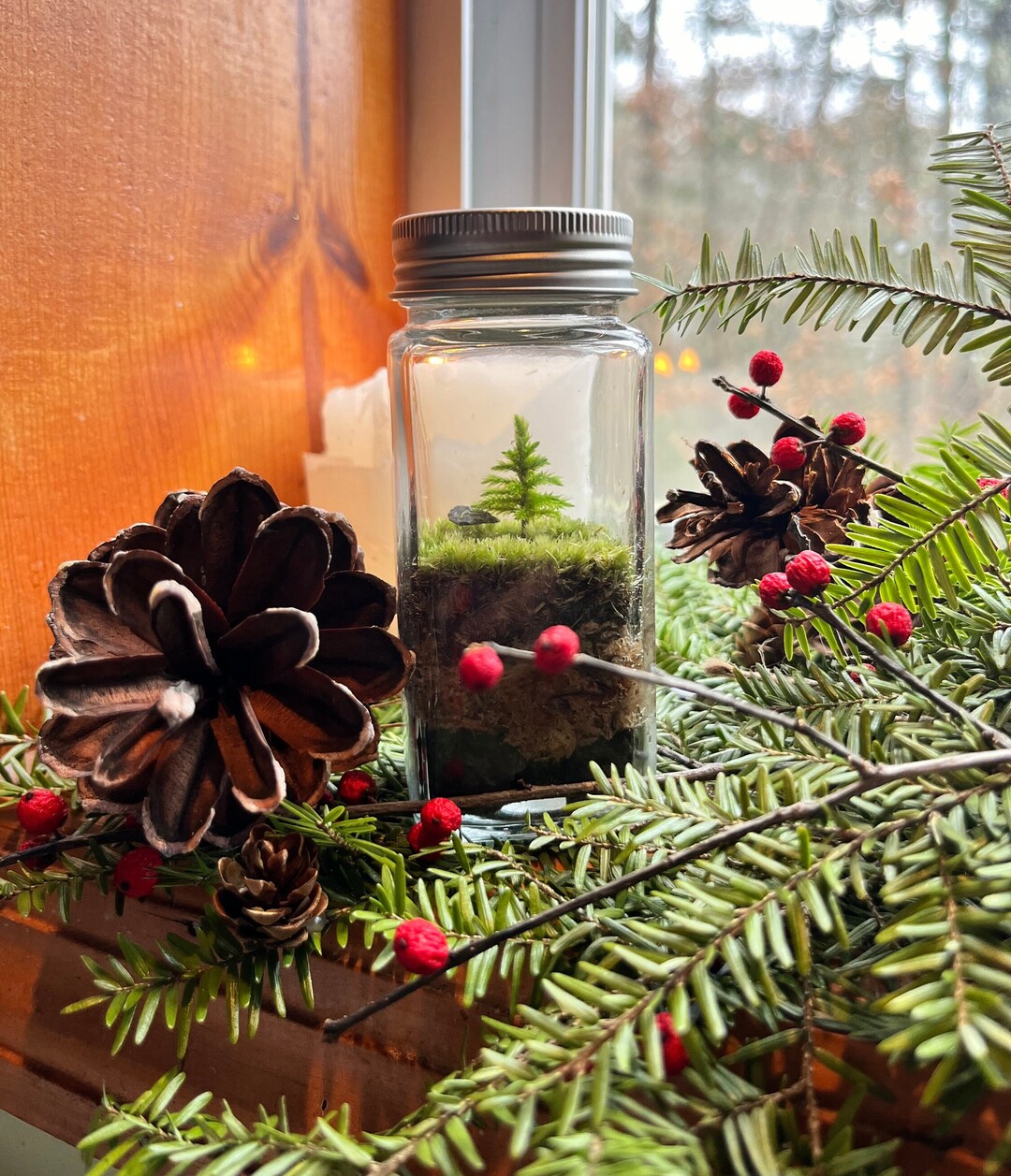 Live Mini Christmas Tree Moss Terrarium Kit Climacium - Etsy