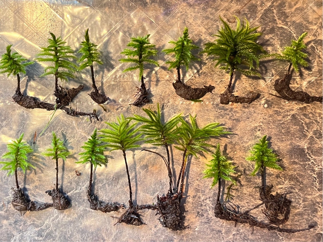Bundle of Live Tree Moss, Rare Live Moss for Terrarium, Terrarium Moss ...
