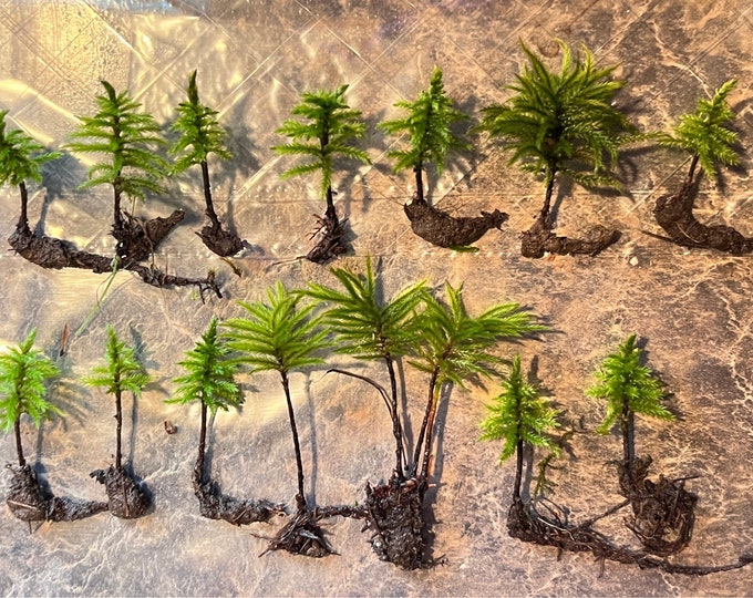 Bundle of Live Tree Moss, Rare Live Moss for Terrarium, Terrarium Moss ...