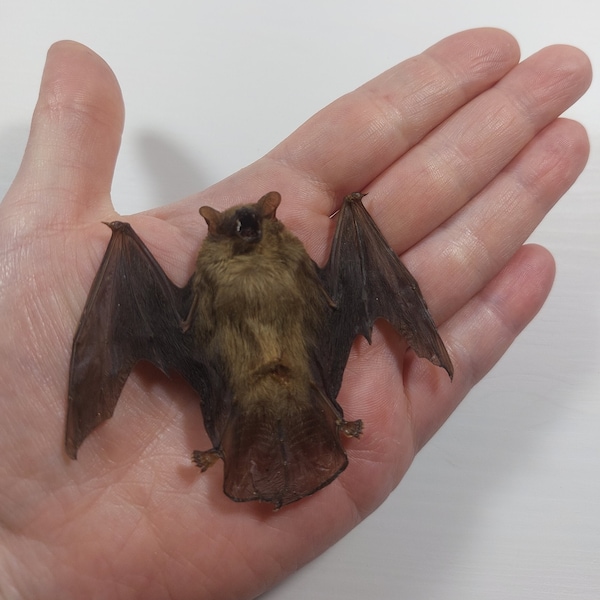 Bat Taxidermy - Etsy