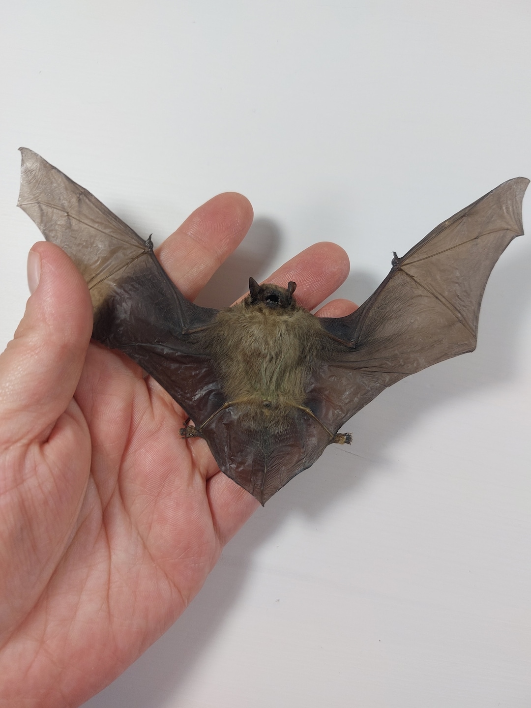 Real Bat Tiny Tylonycteris Pachypus Lesser Bamboo Bat Lesser - Etsy