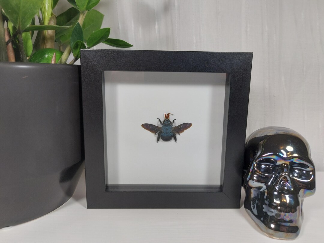 Real Framed Blue Carpenter Bee Real Framed Bee Real Bee Gift Bee ...