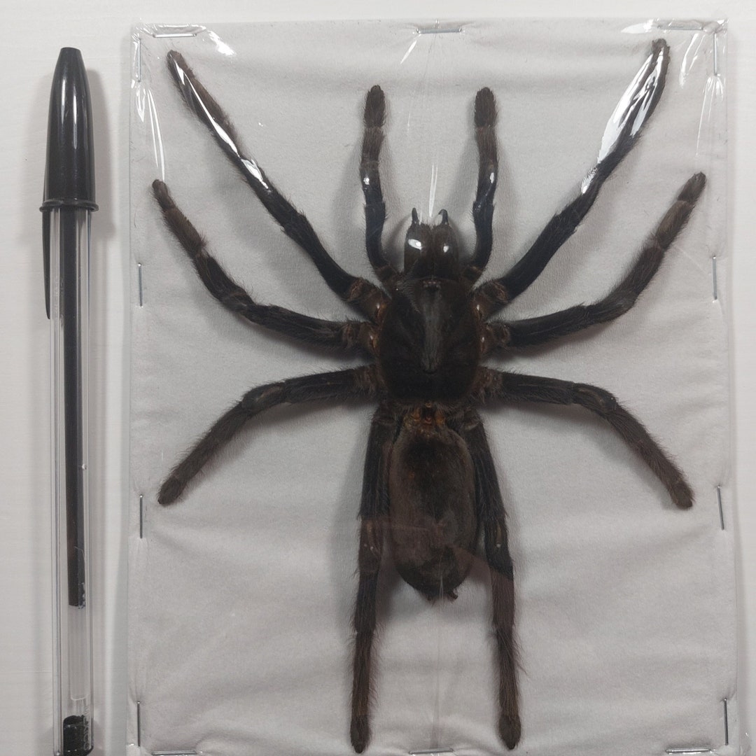 Real Tarantula Real Taxidermy Tarantula Java Yellow Kneed Tarantula ...